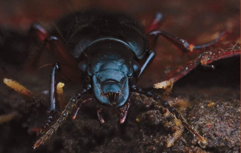 Beetles of Britain and Ireland | Sphaeriusidae to Silphidae | Andrew Duff