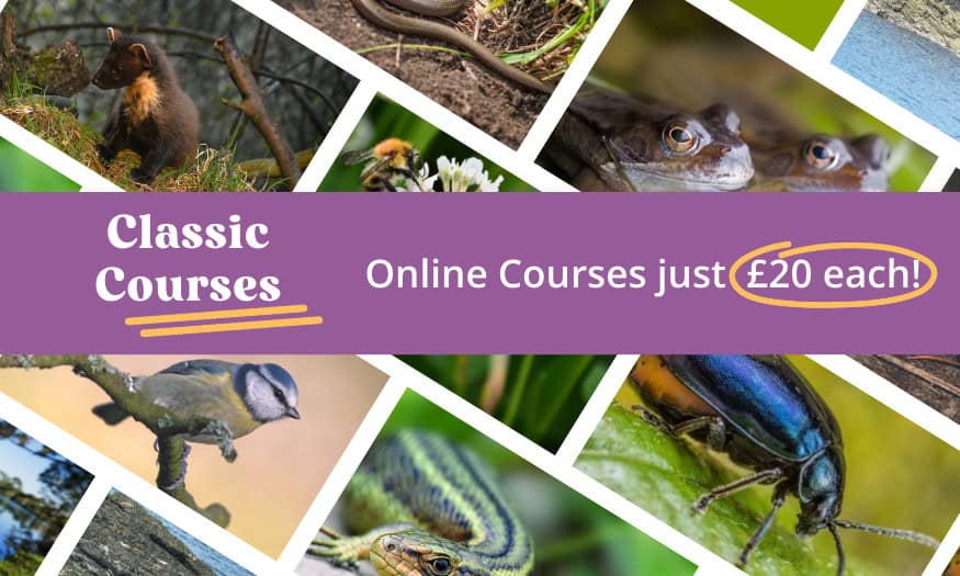Classic Biodiversity Courses – Field Studies Council