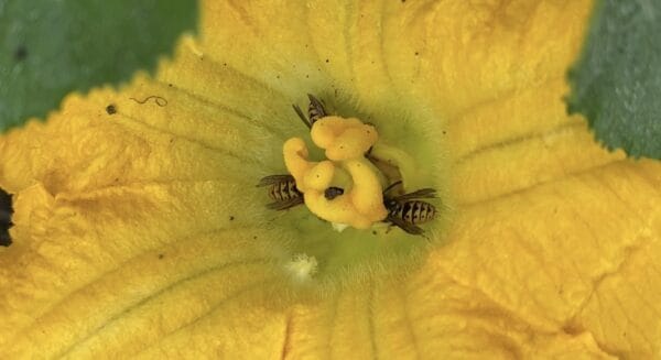 Seasonal spotlight: Social wasps – Field Studies Council