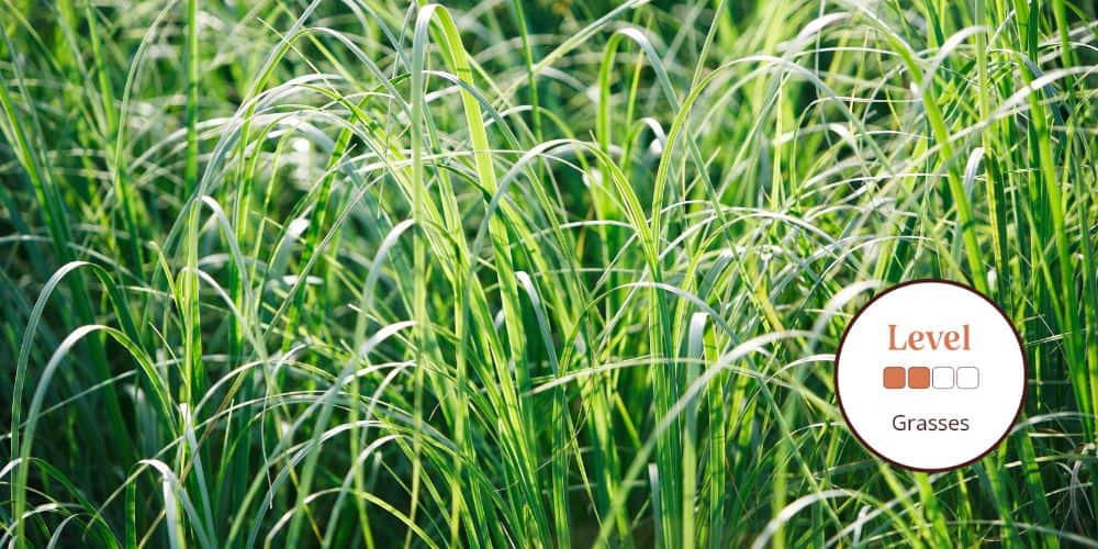 Vegetative Grass Identification - 1-day – Field Studies Council