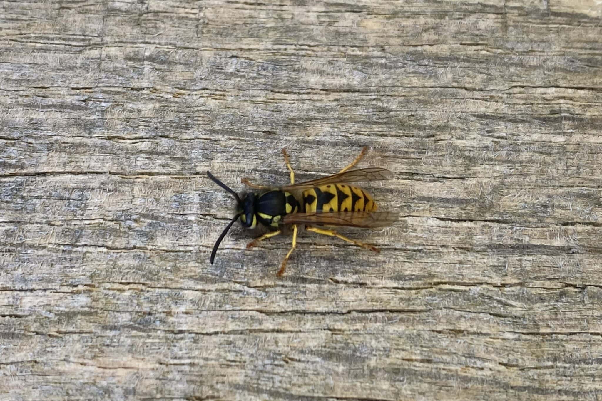 Seasonal spotlight: Social wasps – Field Studies Council