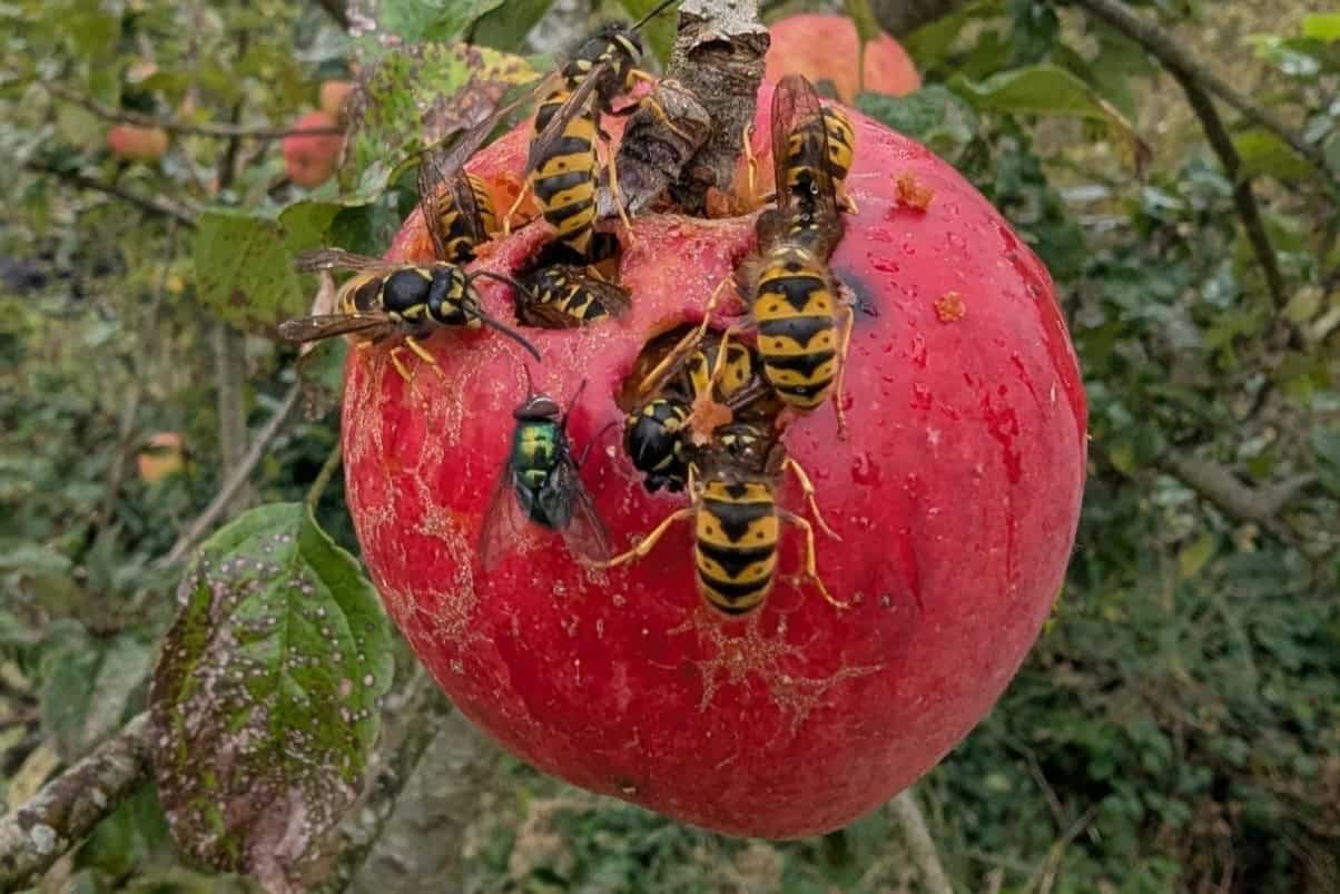 Seasonal spotlight: Social wasps – Field Studies Council