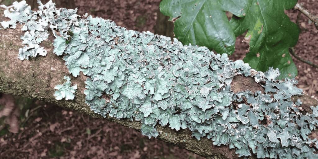 Identifying Lichens – Field Studies Council