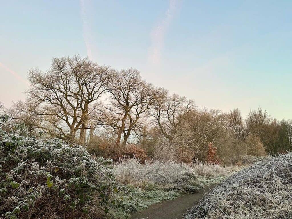 Broadleaf and Conifer Trees: Winter Identification and Ecology- HAU ...
