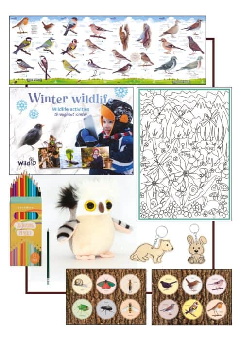 Winter wildlife explorers box – Field Studies Council