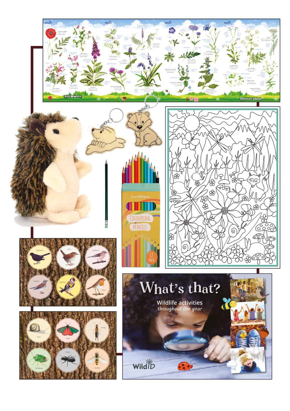 Wildlife explorers box – Field Studies Council