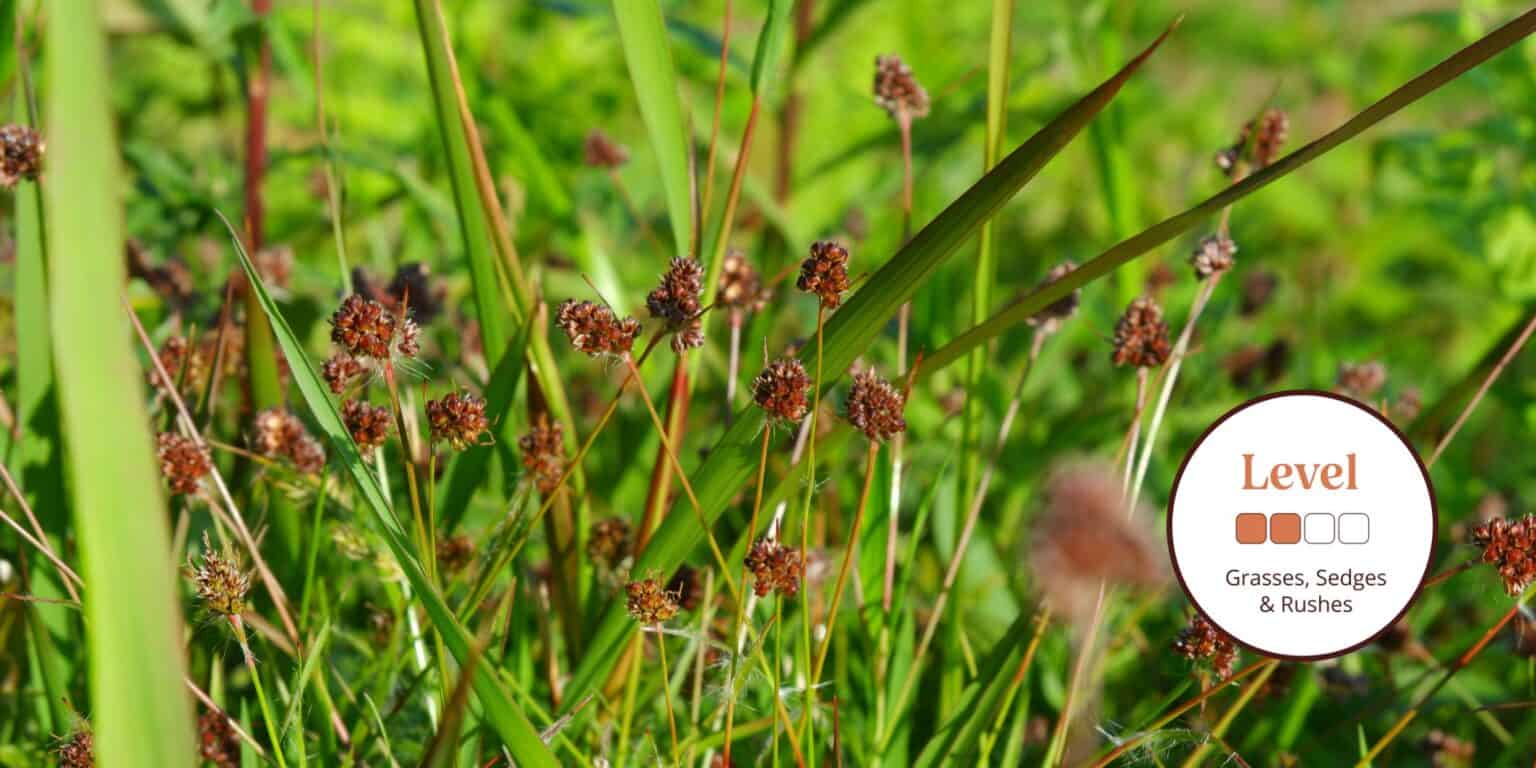 Grasses, Sedges and Rushes – Field Studies Council