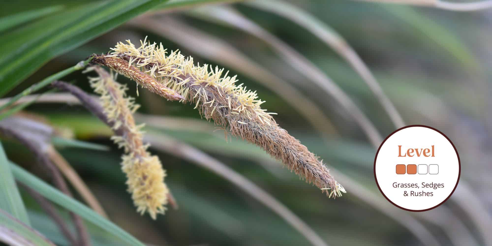 Identifying Sedges and their Allies – Field Studies Council