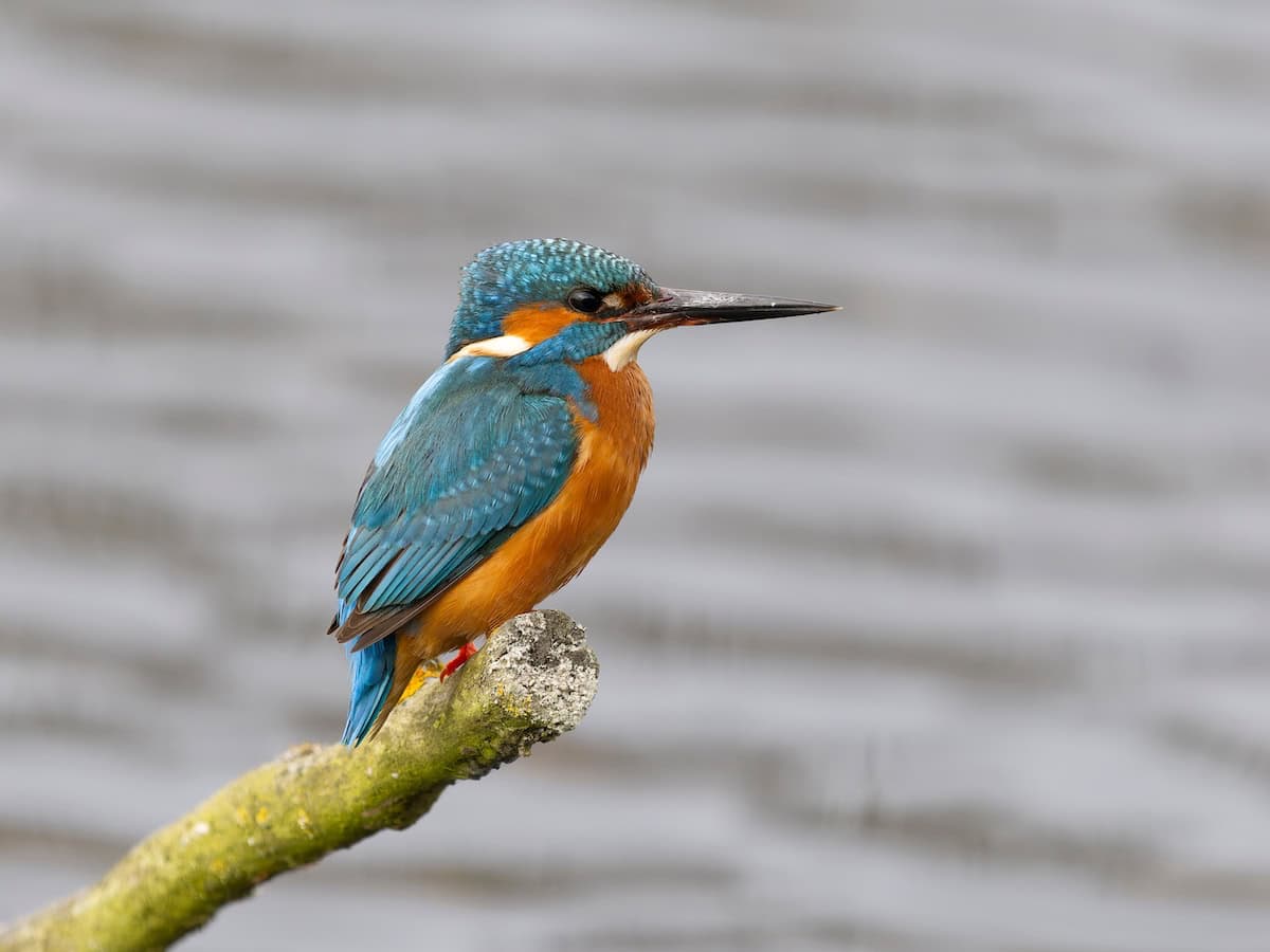 Exploring the River Stour – Field Studies Council