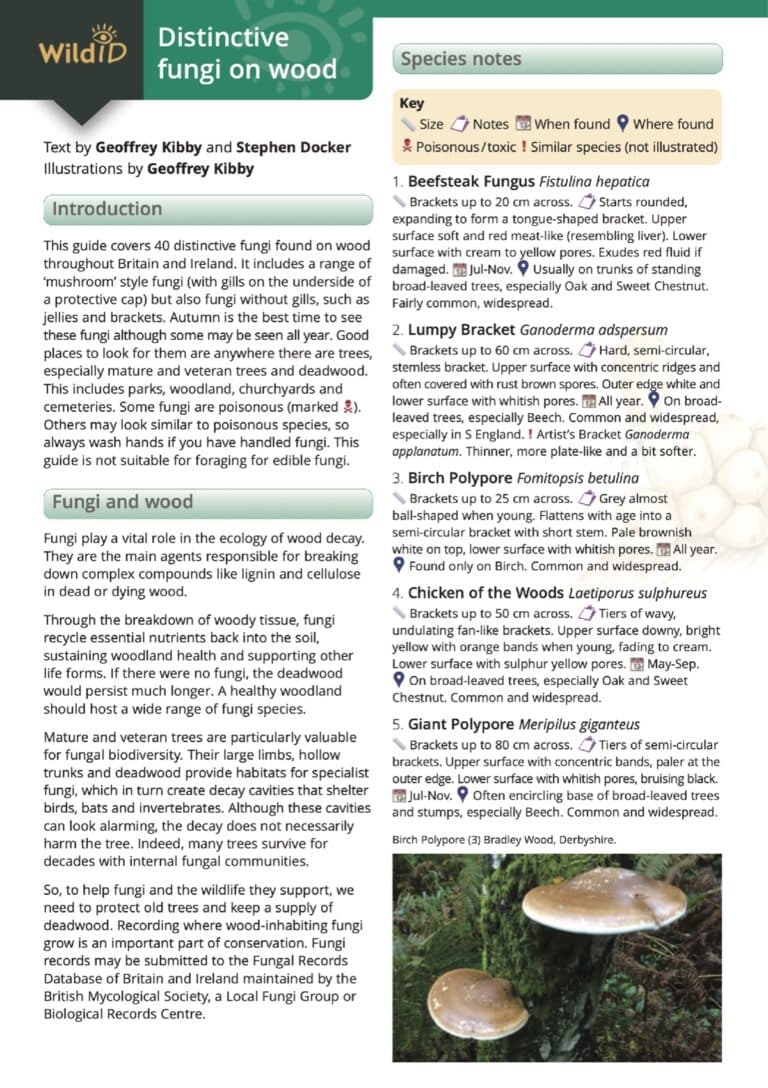 Distinctive fungi on wood – Field Studies Council
