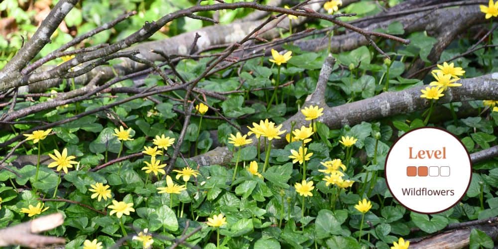 Wildflowers: Identifying Woodland Plants – Field Studies Council