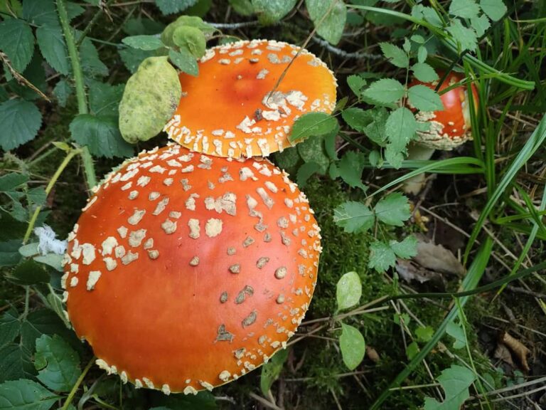 Exploring the River Stour – Field Studies Council