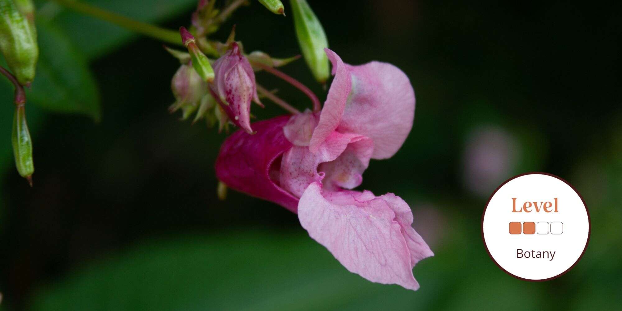 Alien Flora: Identification of Invasive Non-Native Plants – Field ...