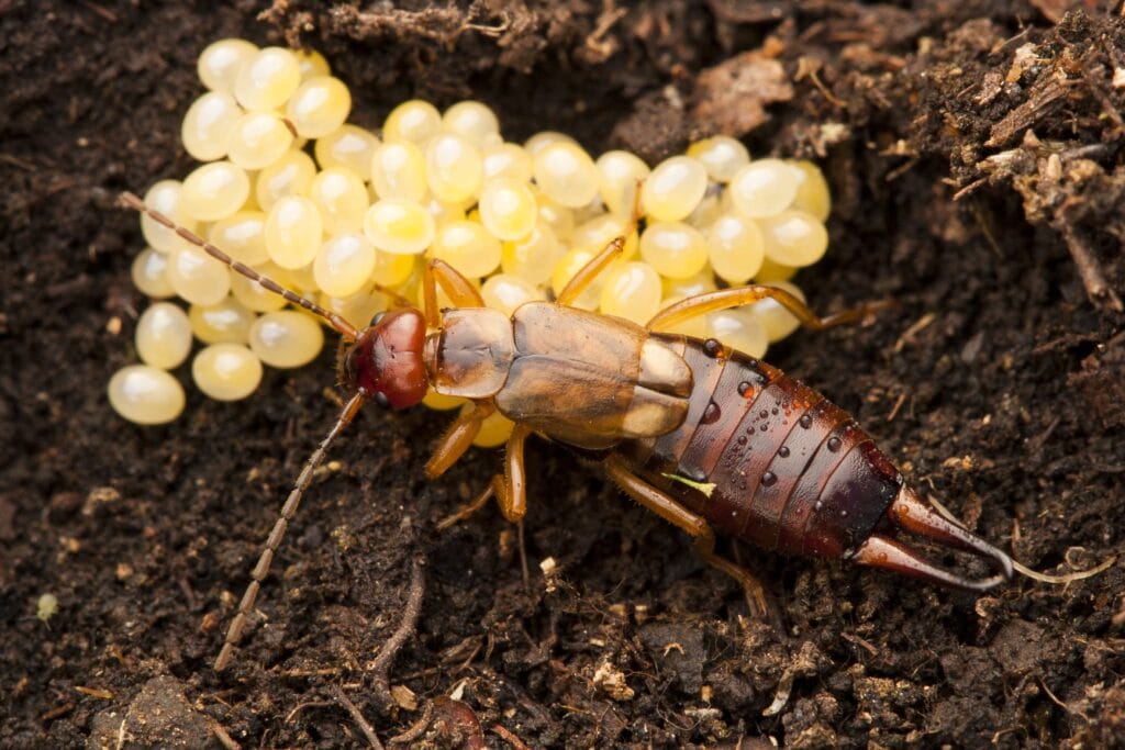 Seasonal spotlight: Earwigs – Field Studies Council
