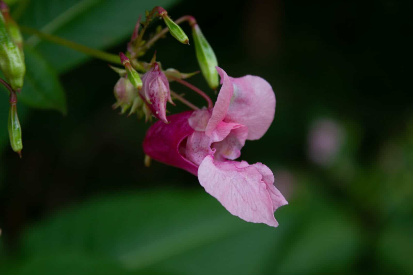 Alien Flora: Identification of Invasive Non-Native Plants – Field ...