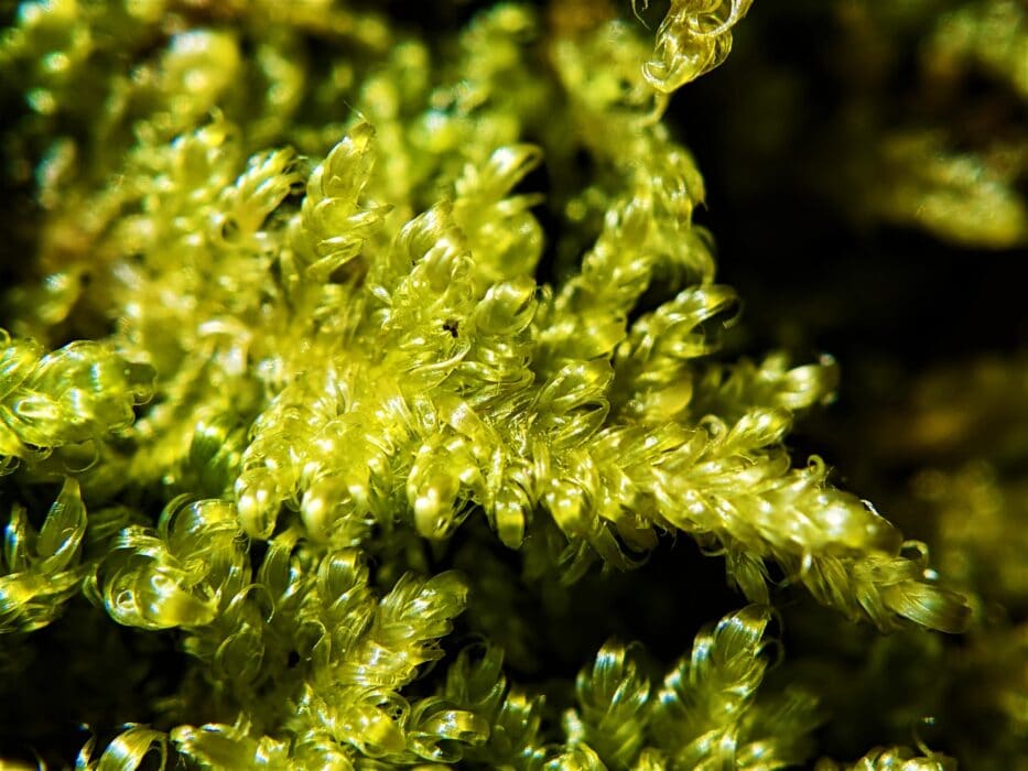 Field ID of Bryophytes on Chalk – Field Studies Council