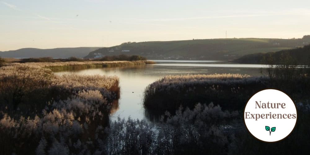 Native Plants of Ponds and Marshes in South Devon - 07/07/2026 – Field ...